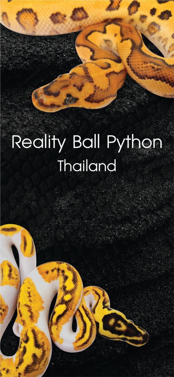 REALITY BALL PYTHON