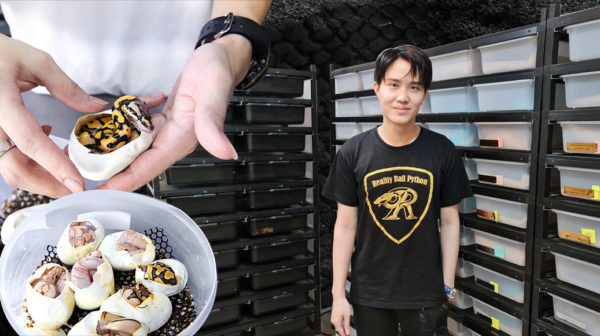 About Us – REALITY BALL PYTHON