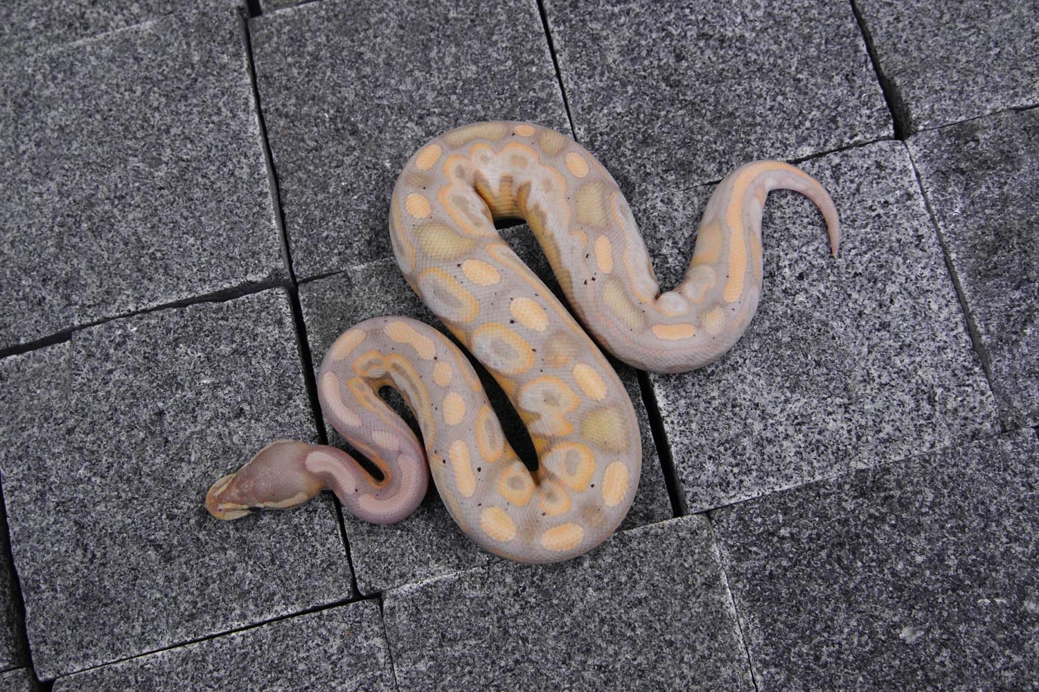 Banana Cinnamon Ball Python