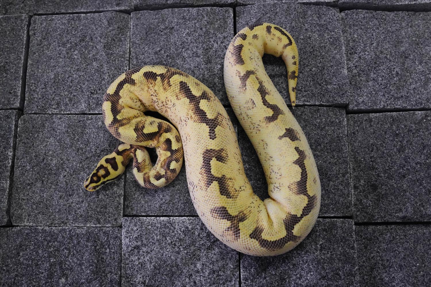Spider Enchi Freeway – REALITY BALL PYTHON