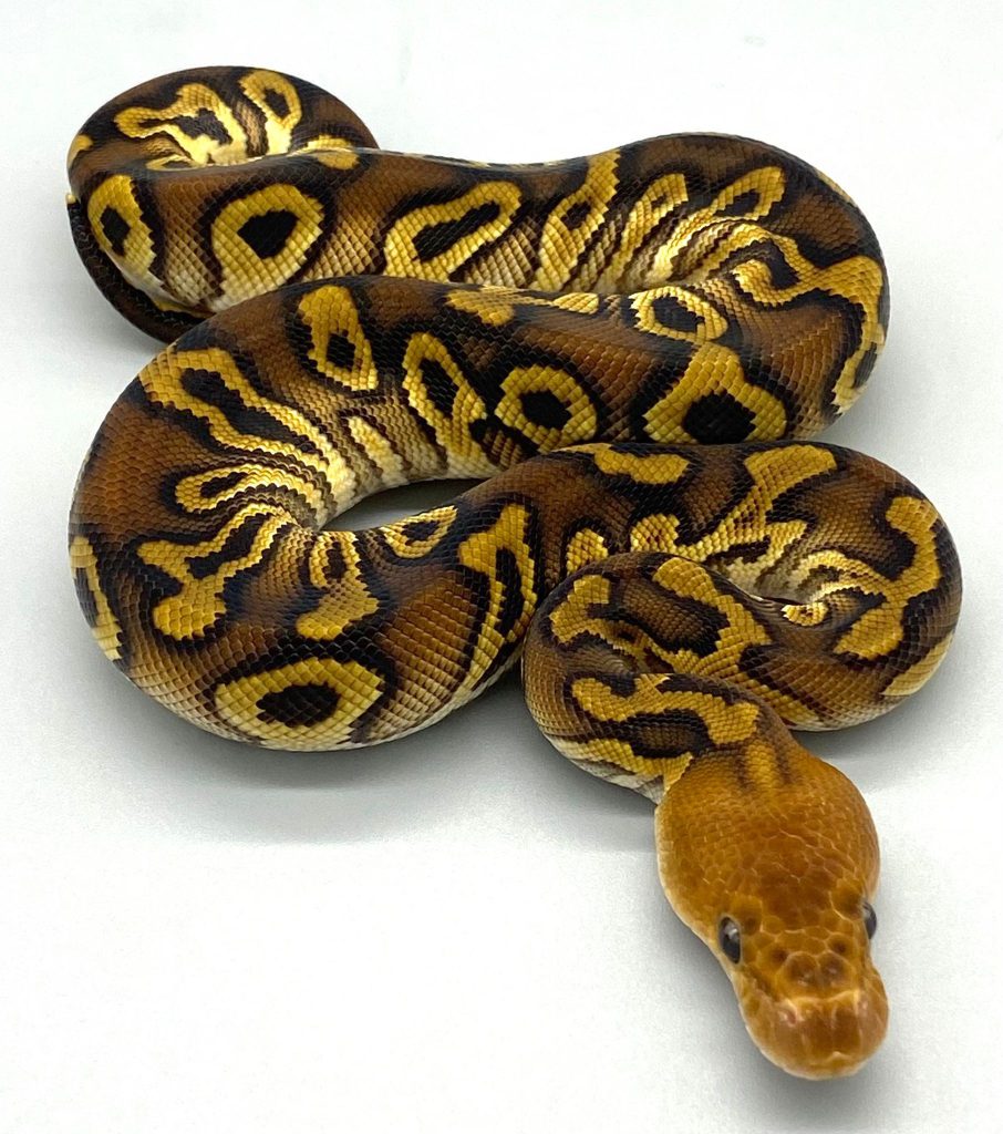 Cypress Clown – REALITY BALL PYTHON