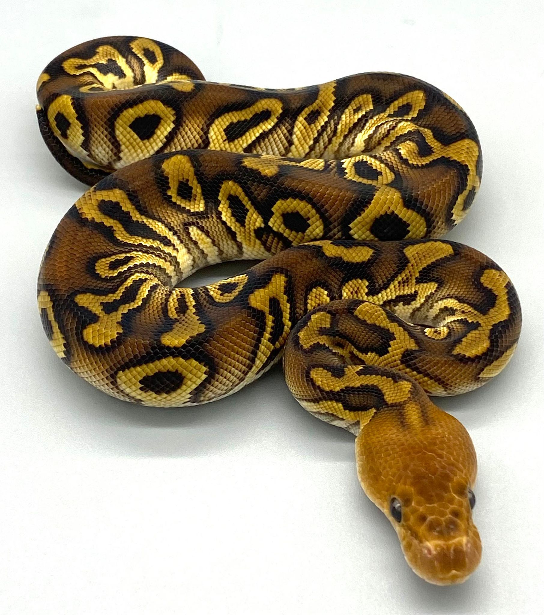 Cypress Clown – REALITY BALL PYTHON
