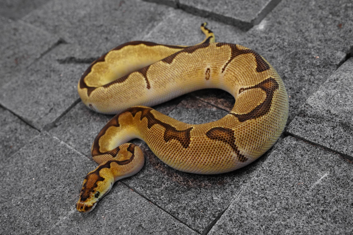 Enchi Clown Ball Python