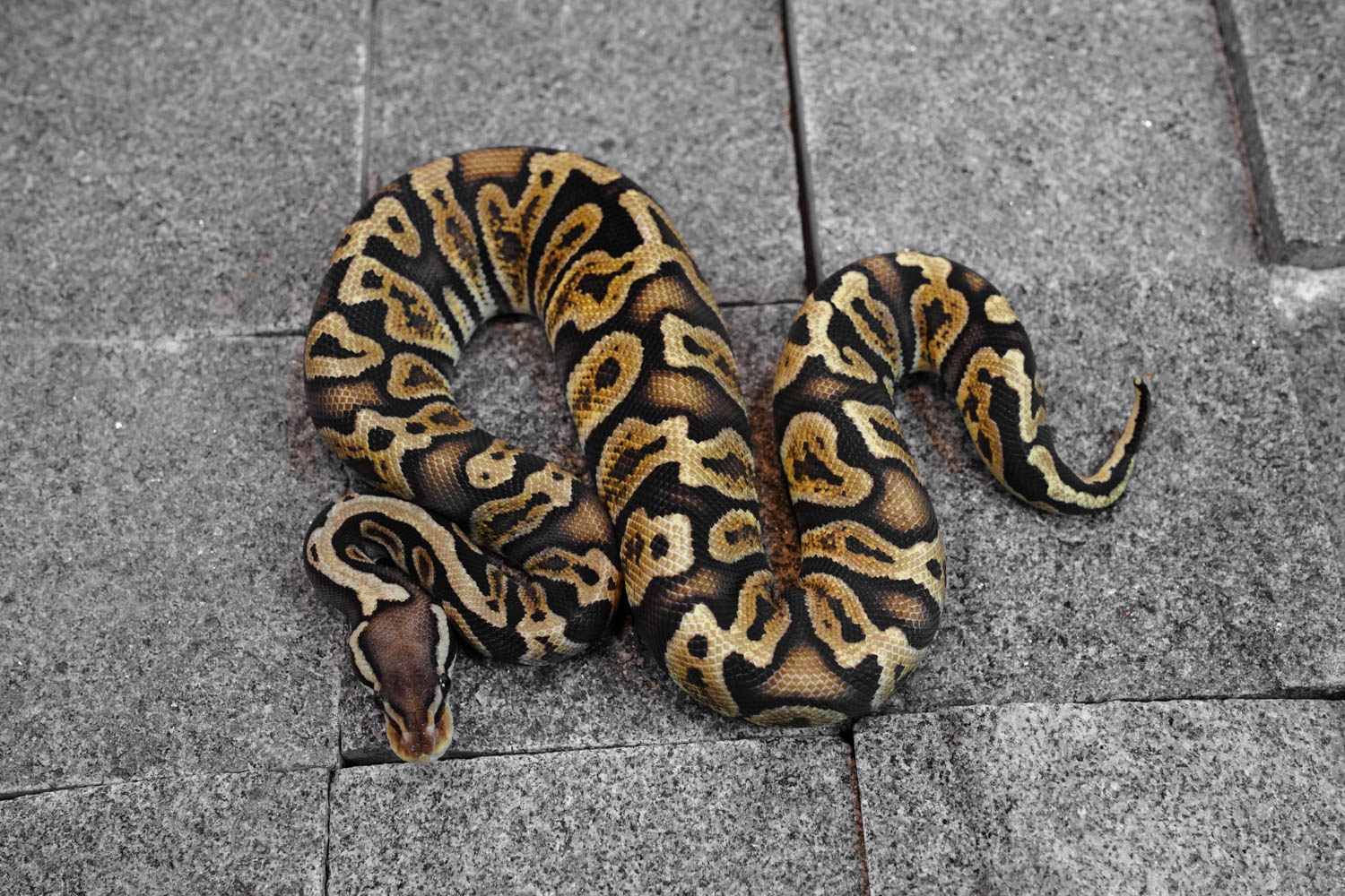 Pastel GHI 100% Het Deset Ghost – REALITY BALL PYTHON