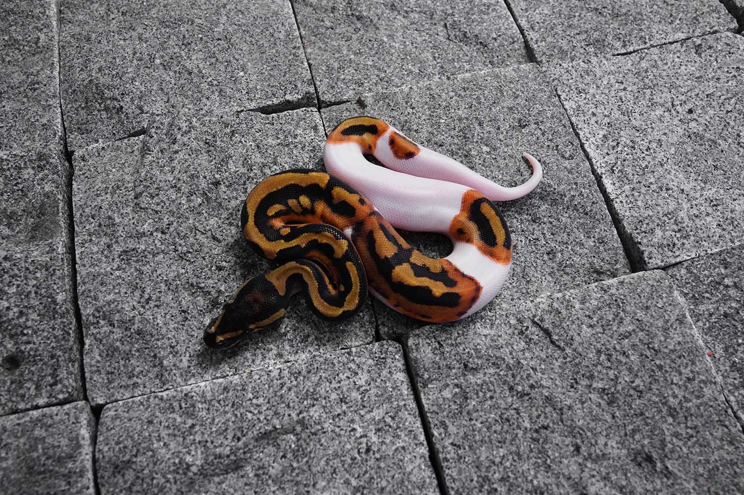 Black Head Pied – REALITY BALL PYTHON