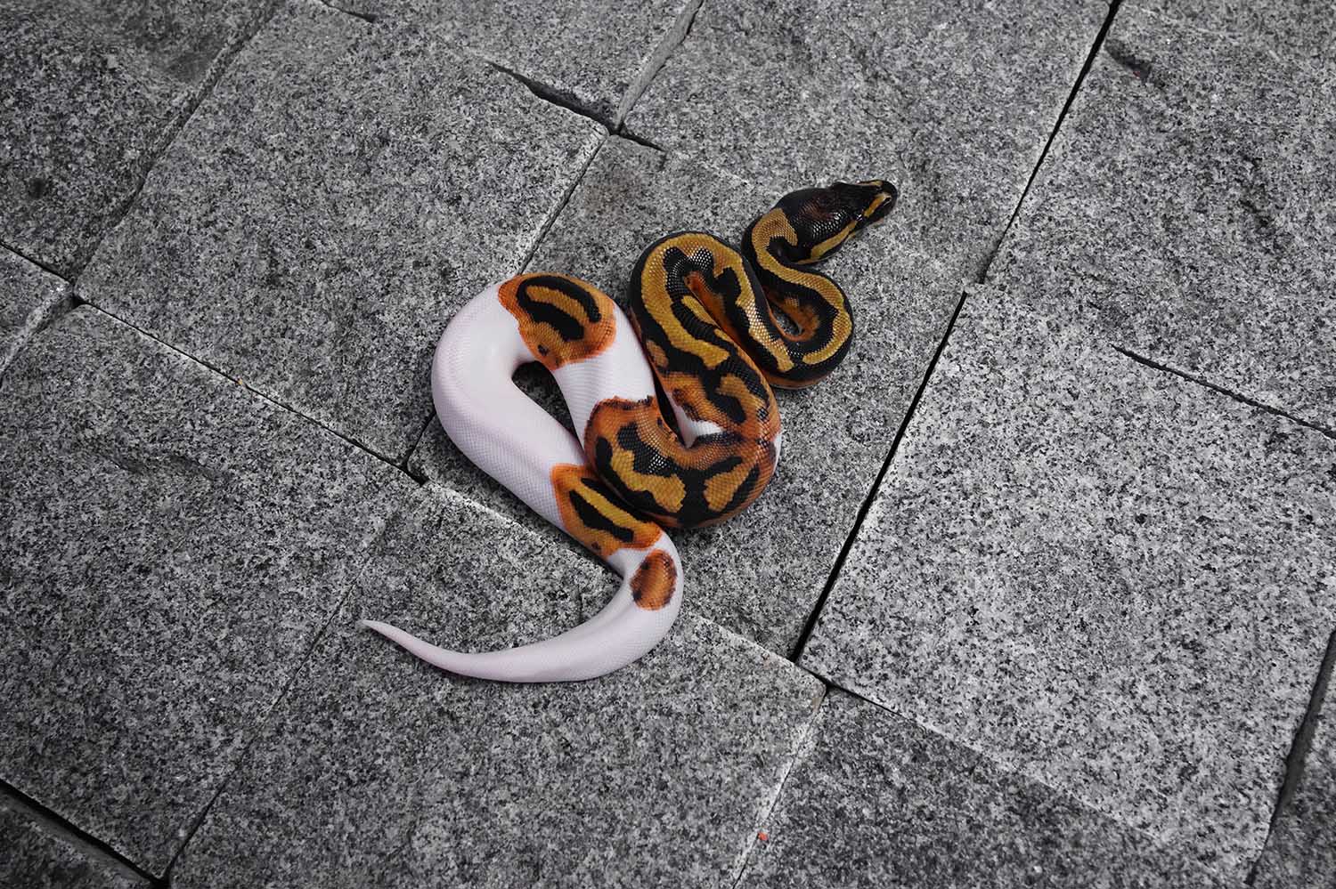 Black Head Pied – REALITY BALL PYTHON