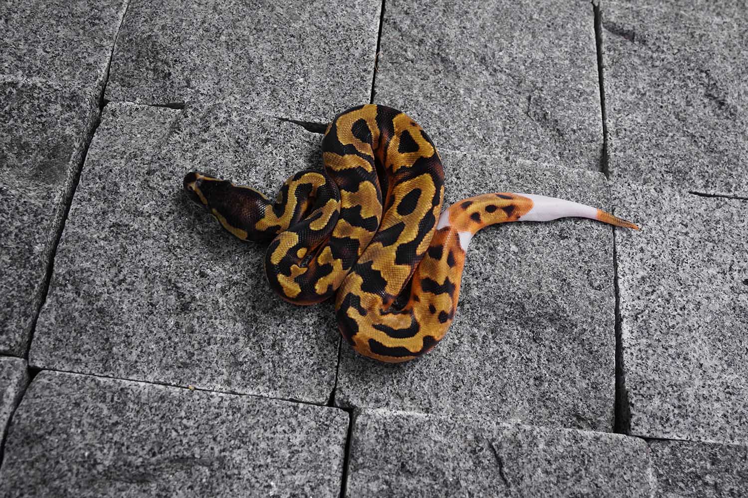 Enchi Black Head Pied – REALITY BALL PYTHON