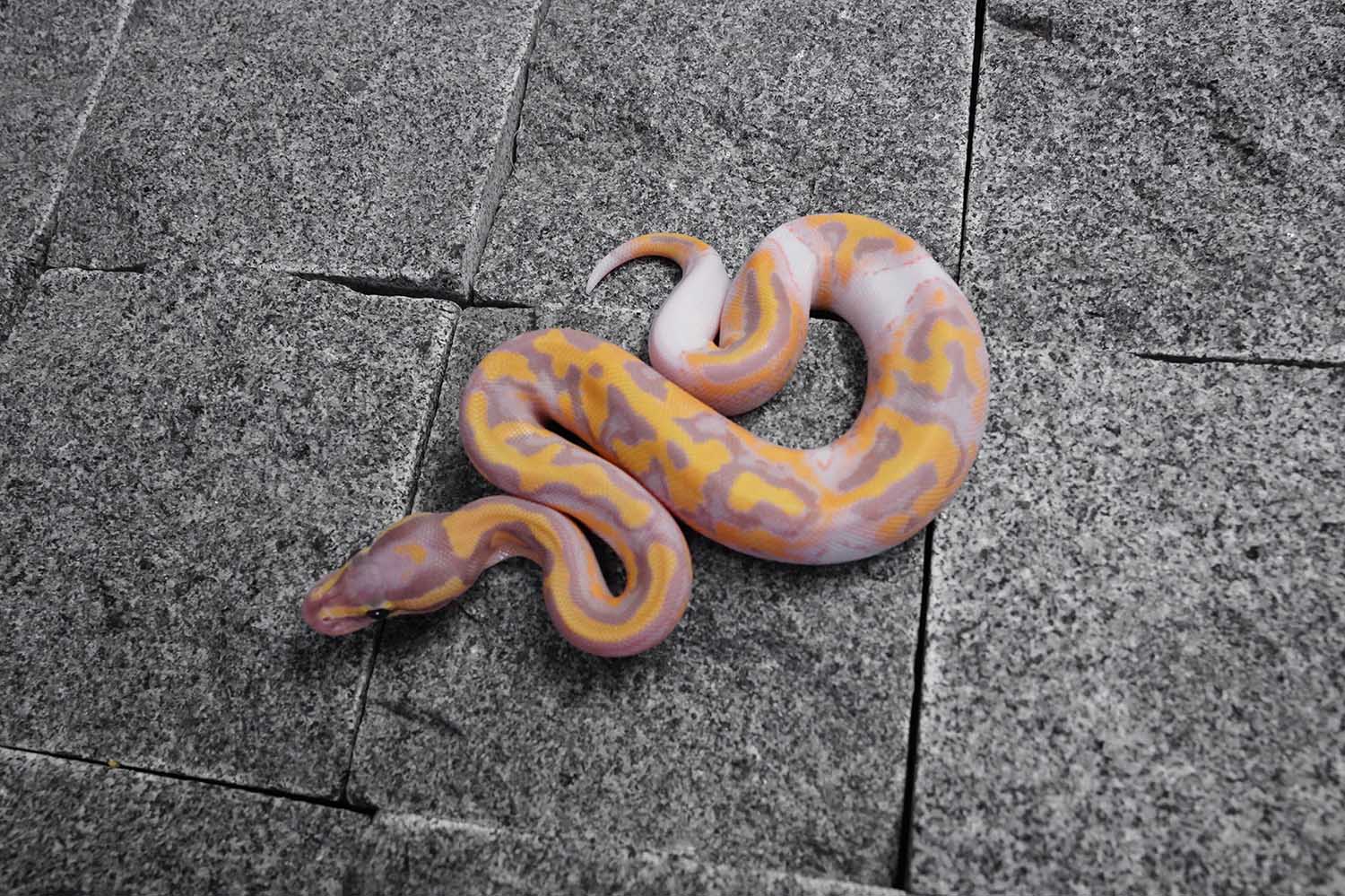 Banana Enchi YB Pied – REALITY BALL PYTHON