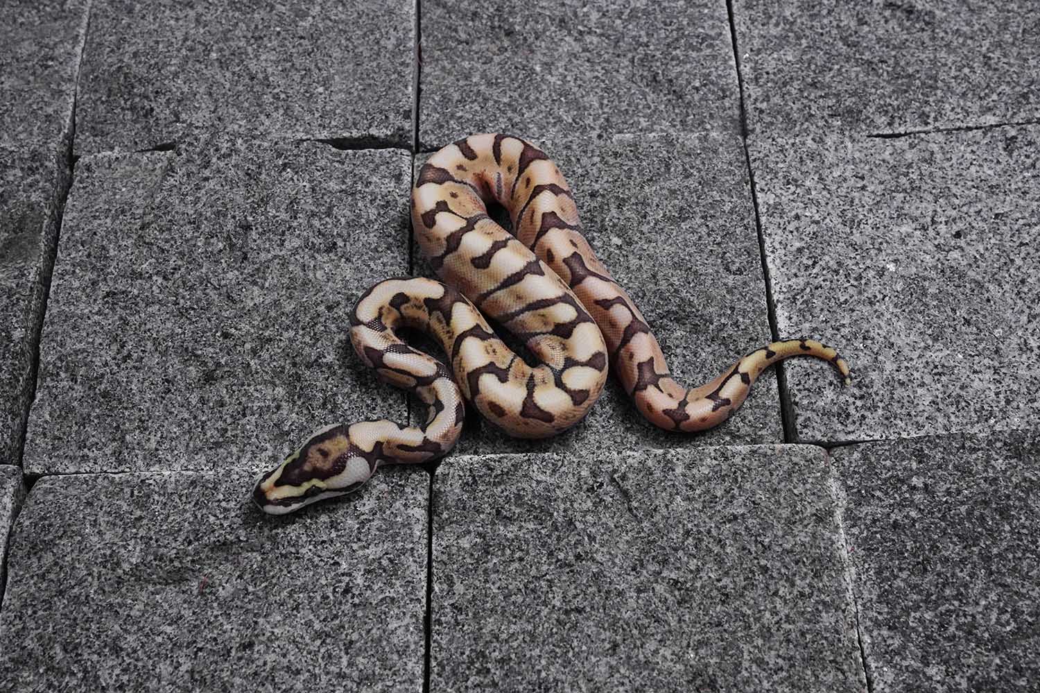 GHI Enchi Spider Mojave Hypo – REALITY BALL PYTHON