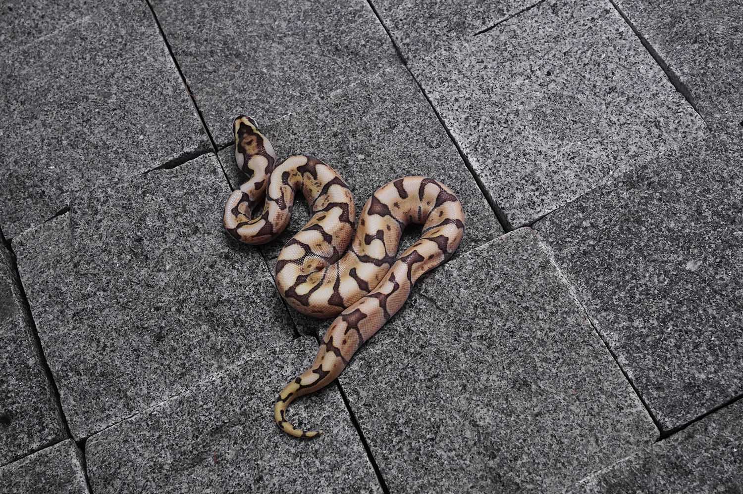 GHI Enchi Spider Mojave Hypo – REALITY BALL PYTHON