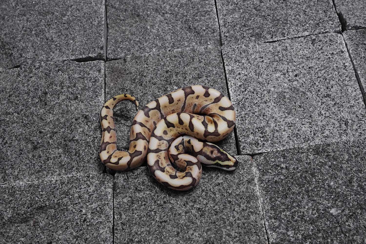 GHI Enchi Spider Mojave Hypo – REALITY BALL PYTHON