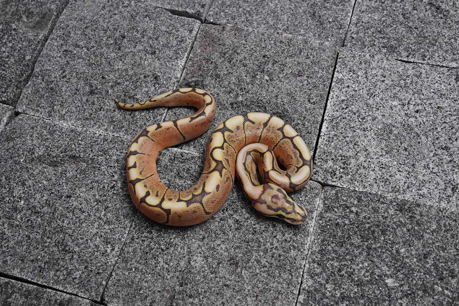 GHI Spider Hypo – REALITY BALL PYTHON