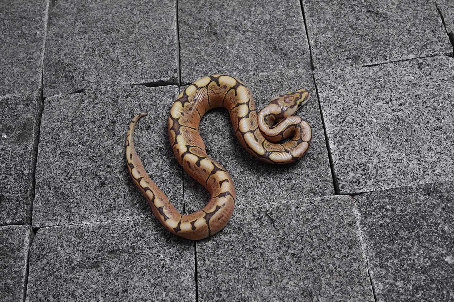 GHI Spider Hypo – REALITY BALL PYTHON