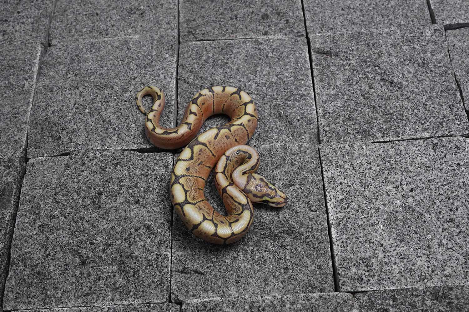 GHI Spider Hypo – REALITY BALL PYTHON