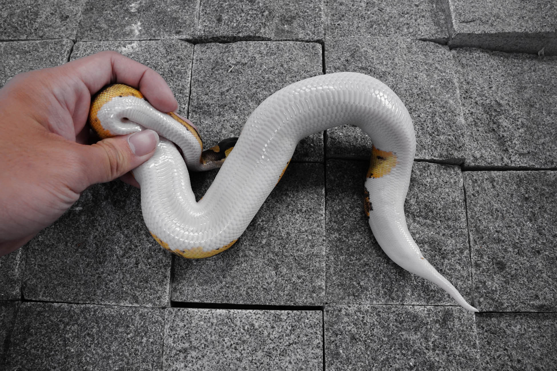 Black Head Pied – REALITY BALL PYTHON