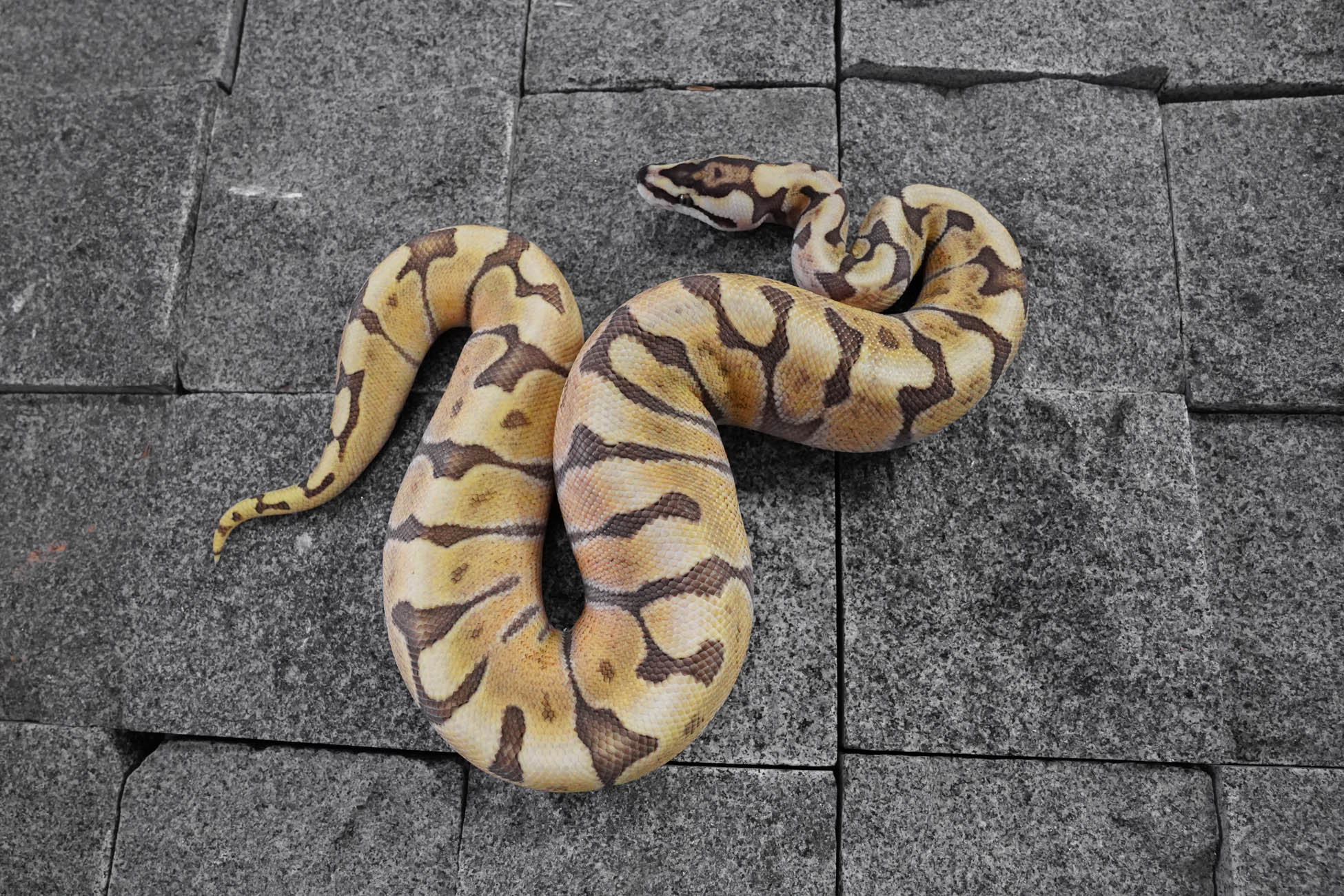 GHI Enchi Spider Mojave Hypo – REALITY BALL PYTHON