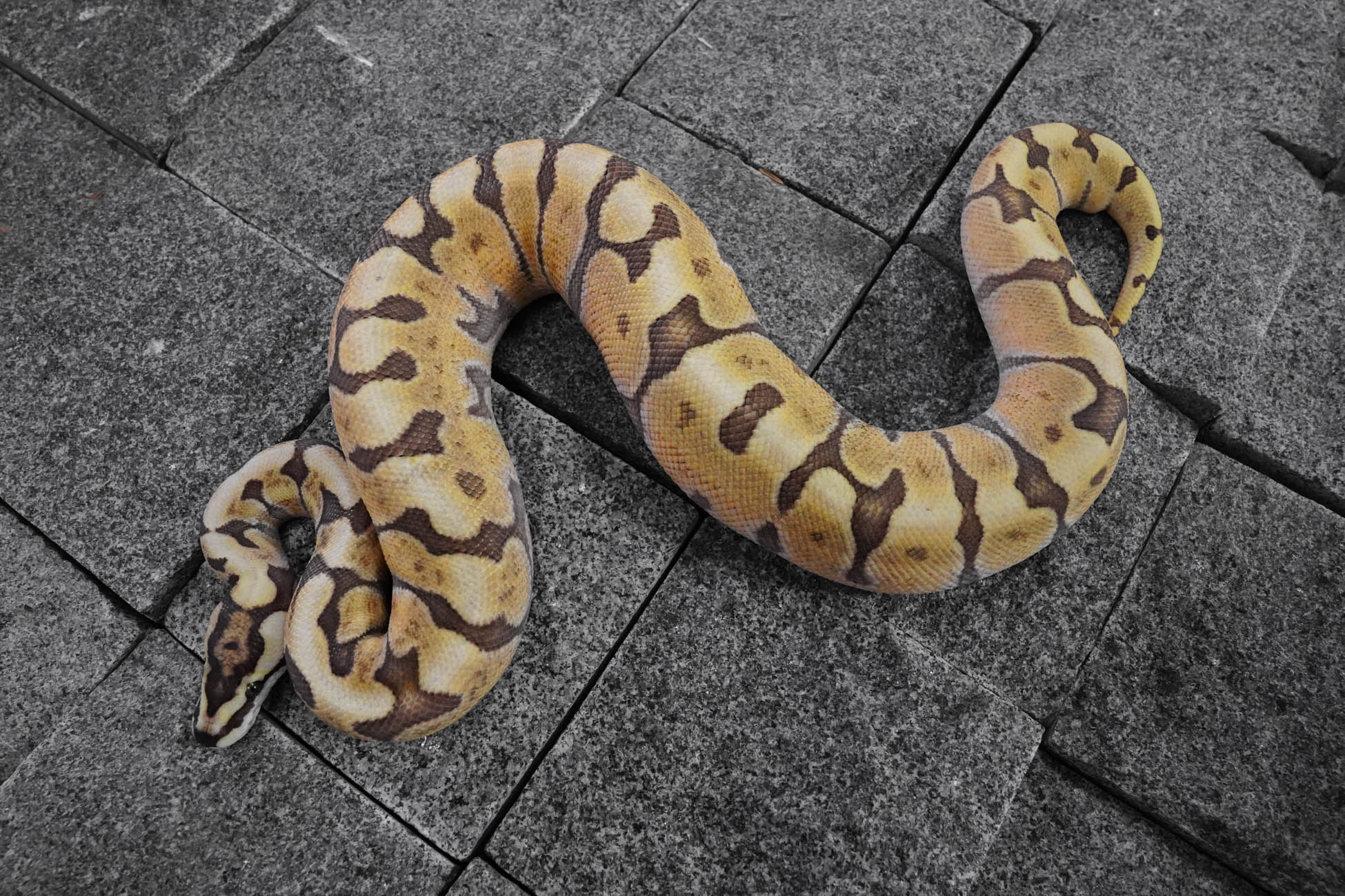 GHI Enchi Spider Mojave Hypo – REALITY BALL PYTHON
