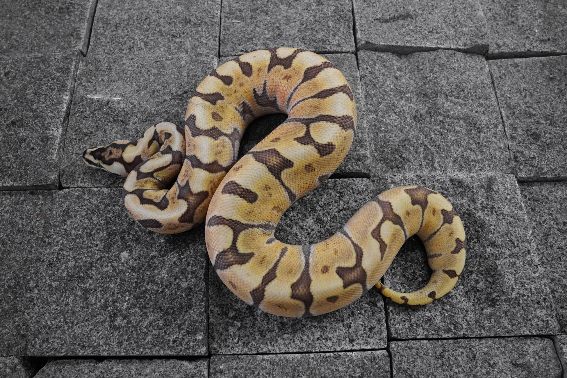 GHI Enchi Spider Mojave Hypo – REALITY BALL PYTHON