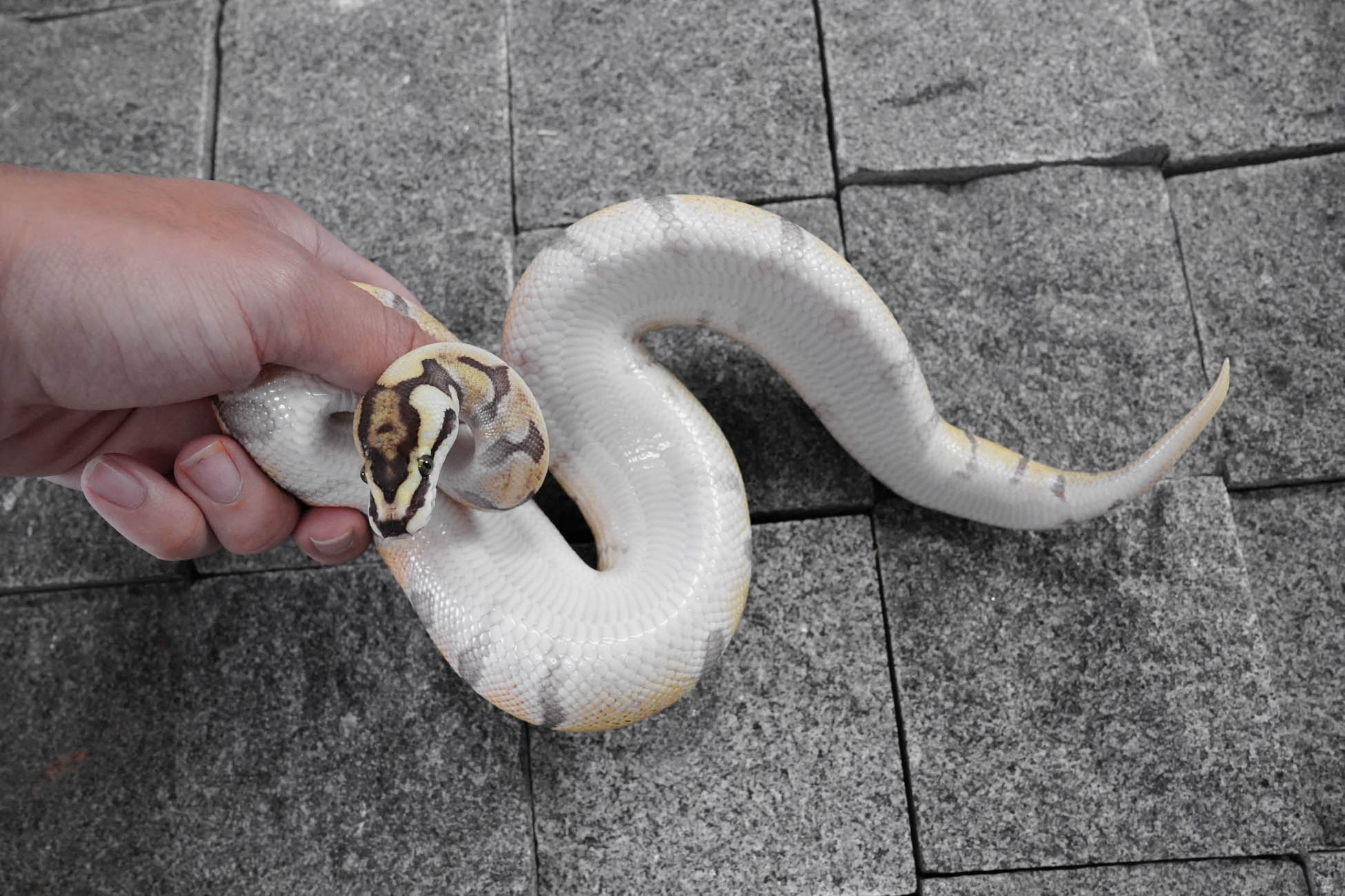 GHI Enchi Spider Mojave Hypo – REALITY BALL PYTHON