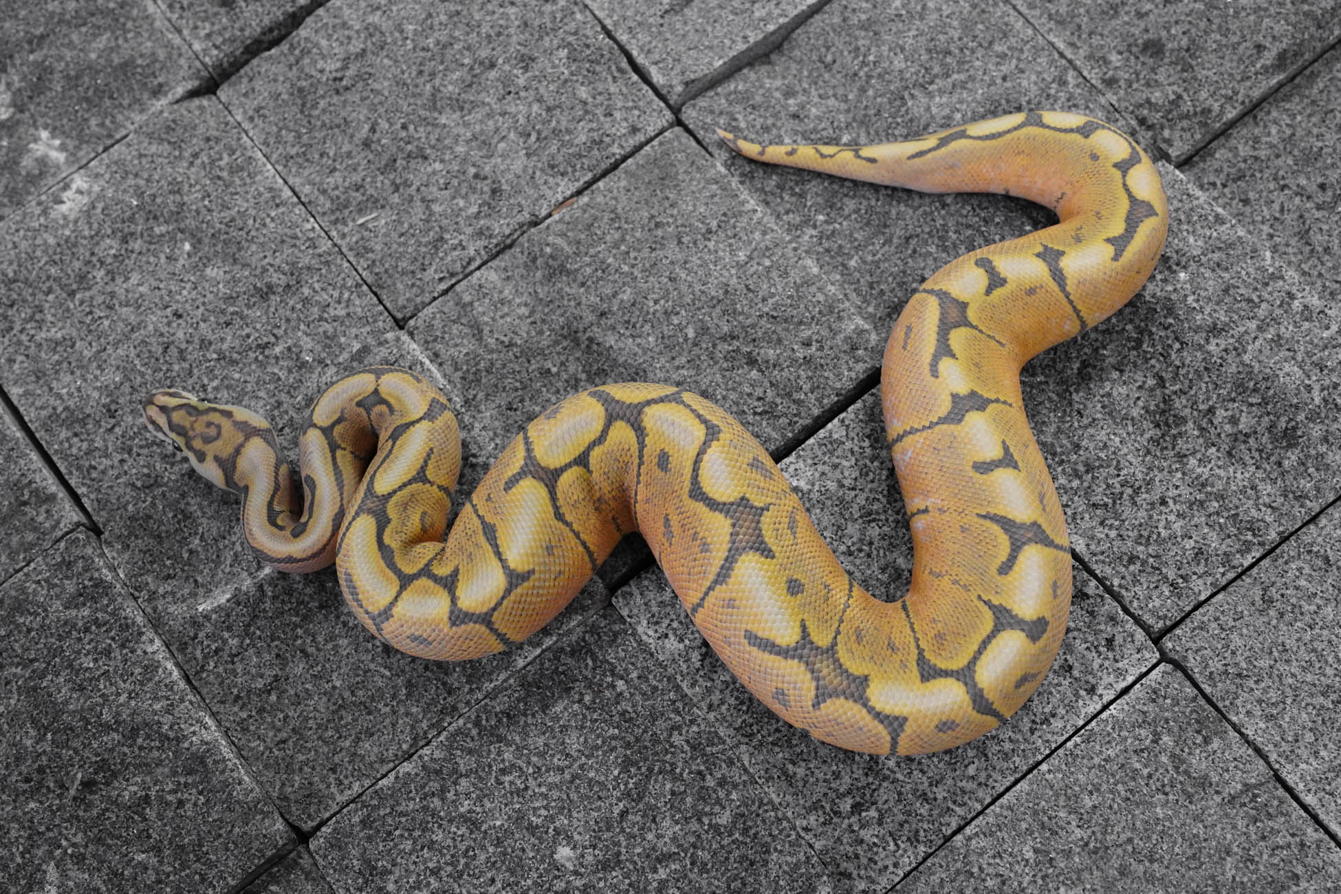 GHI Spider Hypo – REALITY BALL PYTHON