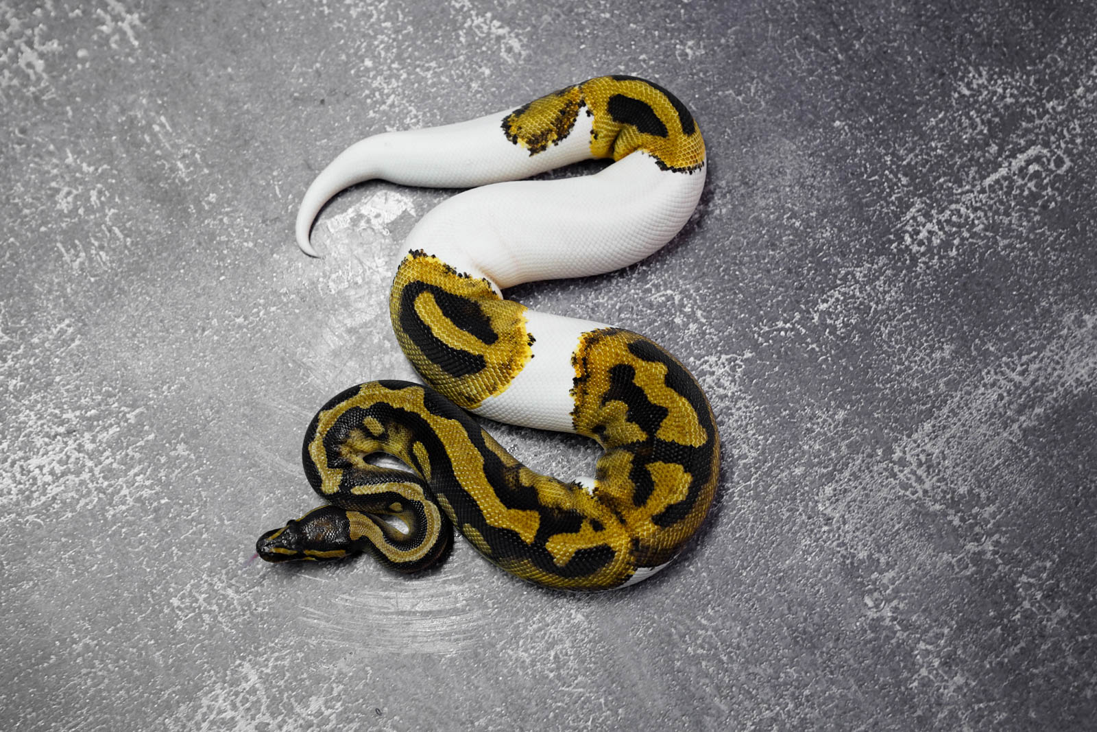 Black Head Pied – REALITY BALL PYTHON