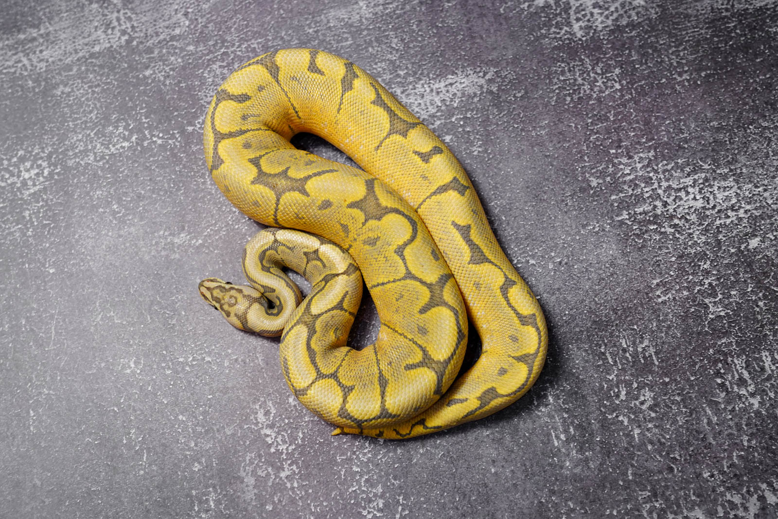GHI Spider Hypo – REALITY BALL PYTHON