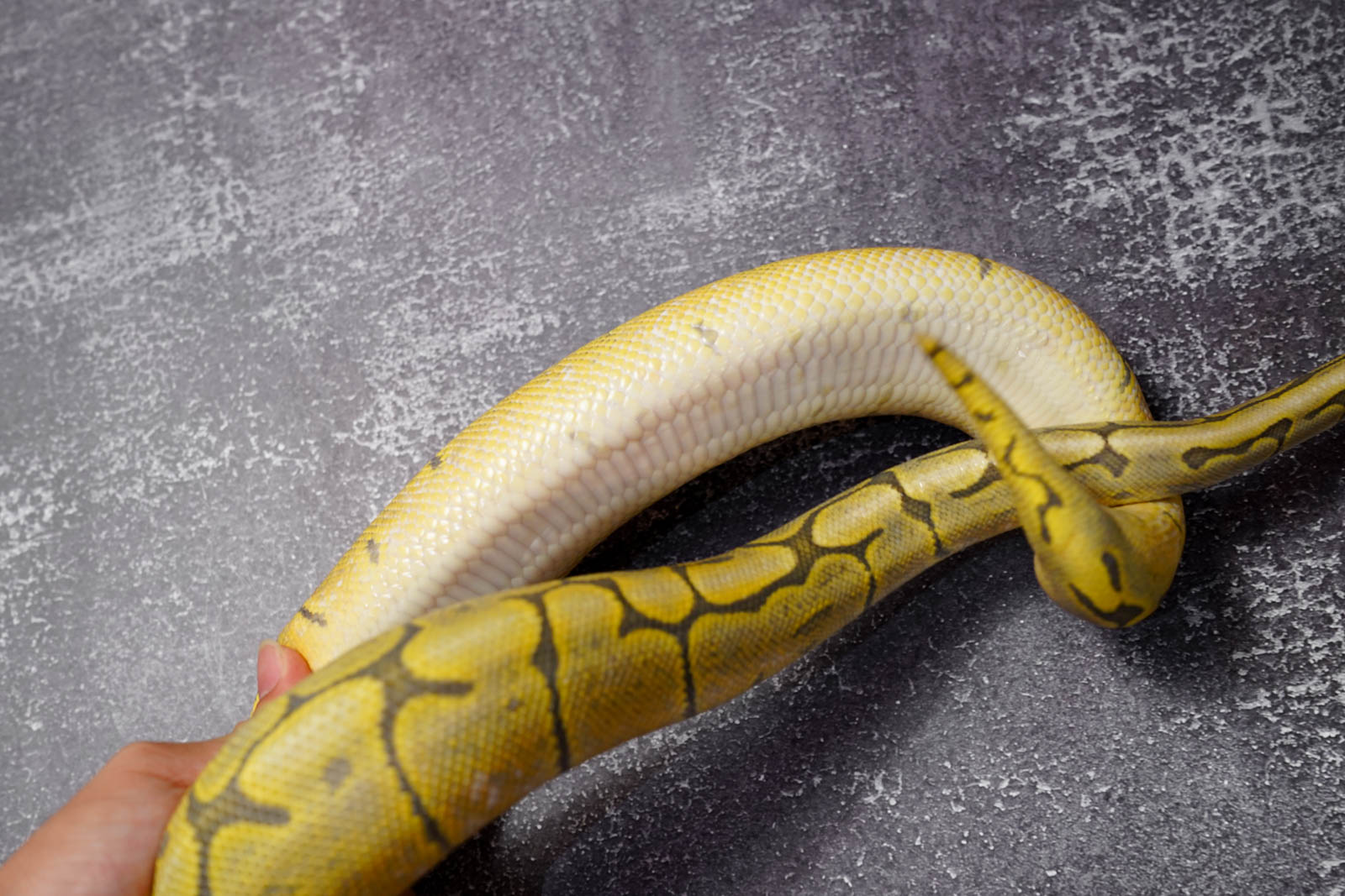 GHI Spider Hypo – REALITY BALL PYTHON