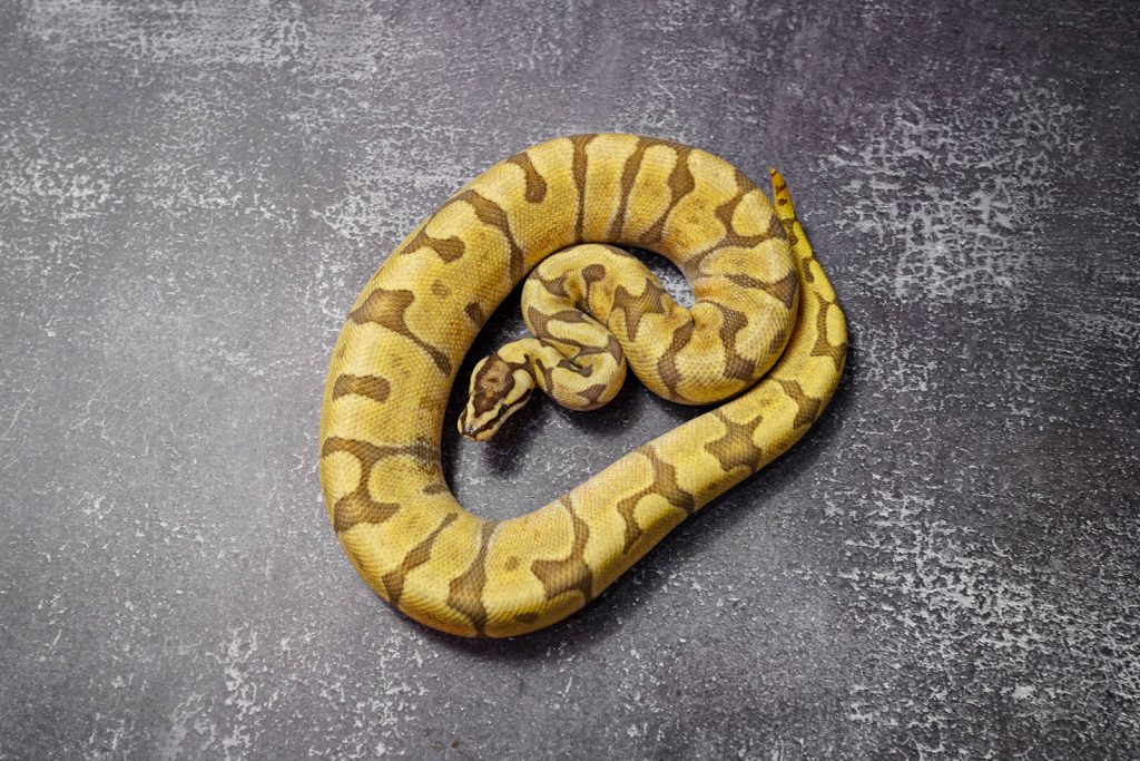 GHI Enchi Spider Mojave Hypo – REALITY BALL PYTHON