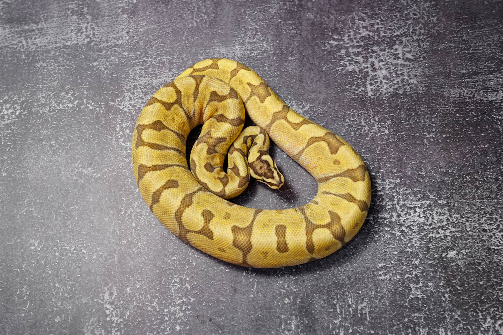 GHI Enchi Spider Mojave Hypo – REALITY BALL PYTHON