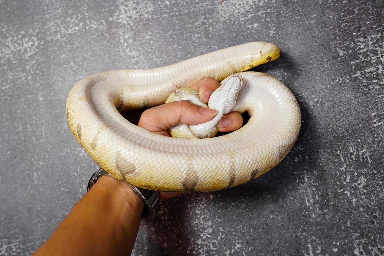 GHI Enchi Spider Mojave Hypo – REALITY BALL PYTHON