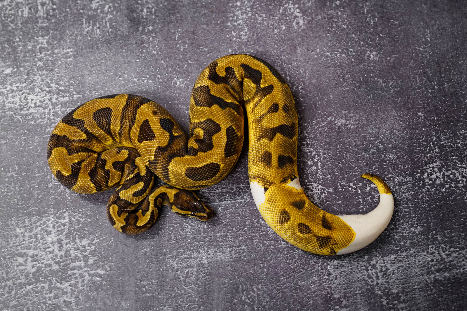 Enchi Black Head Pied – REALITY BALL PYTHON