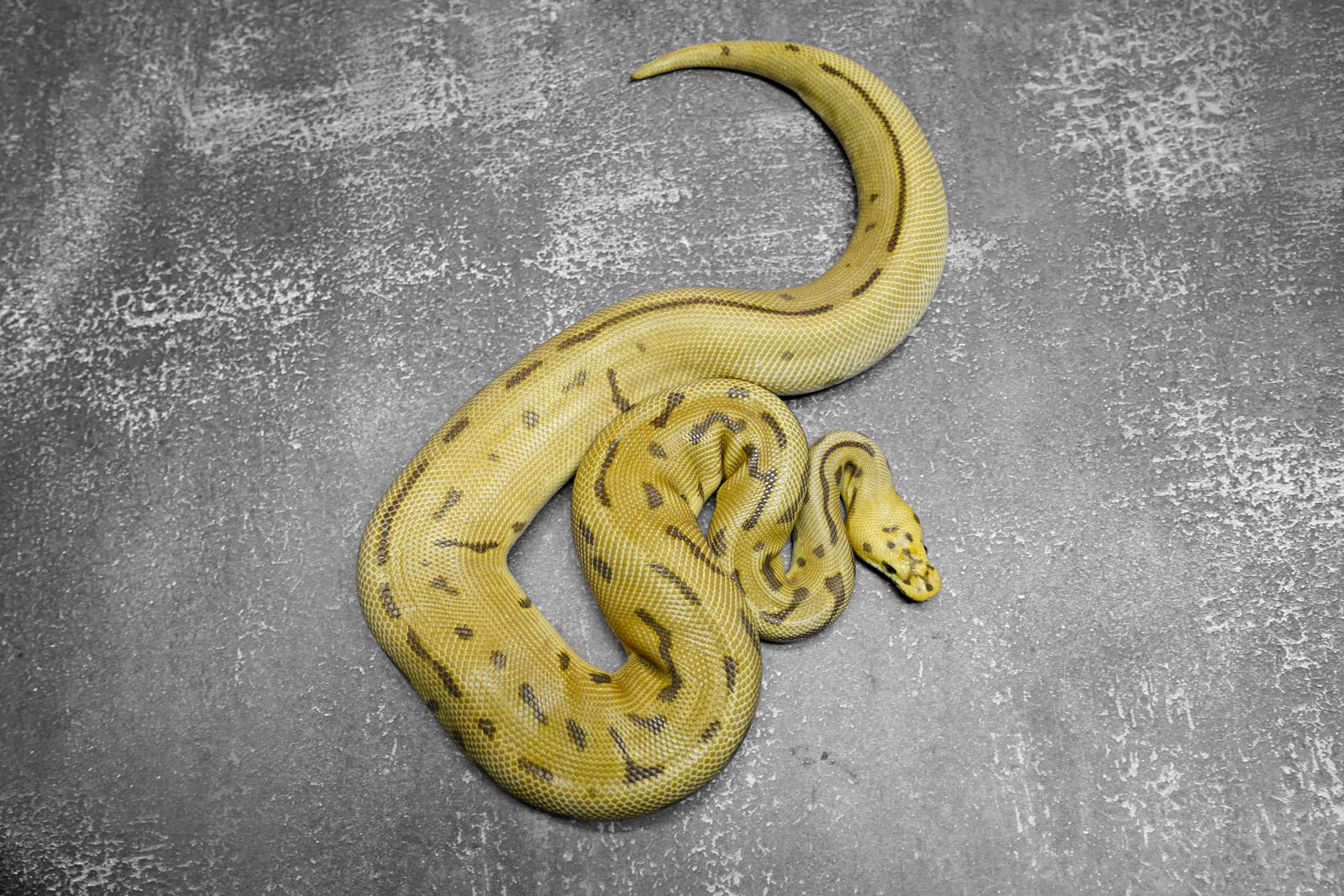 Spider Fire Leopard Clown Poss Enchi – REALITY BALL PYTHON