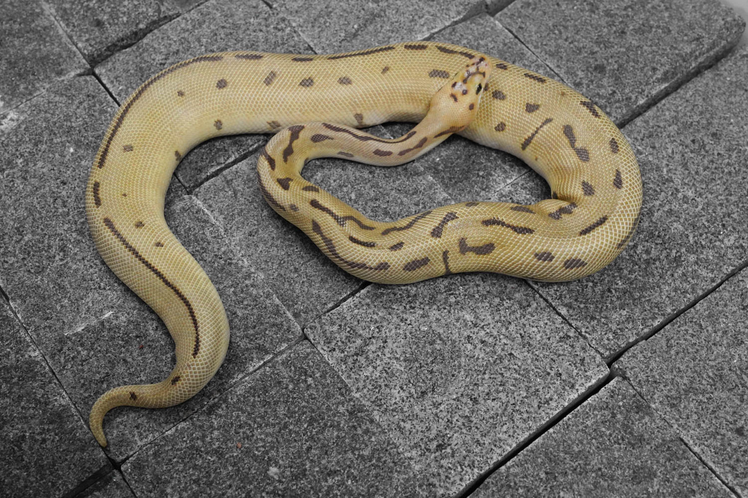 Spider Fire Leopard Clown Poss Enchi – REALITY BALL PYTHON