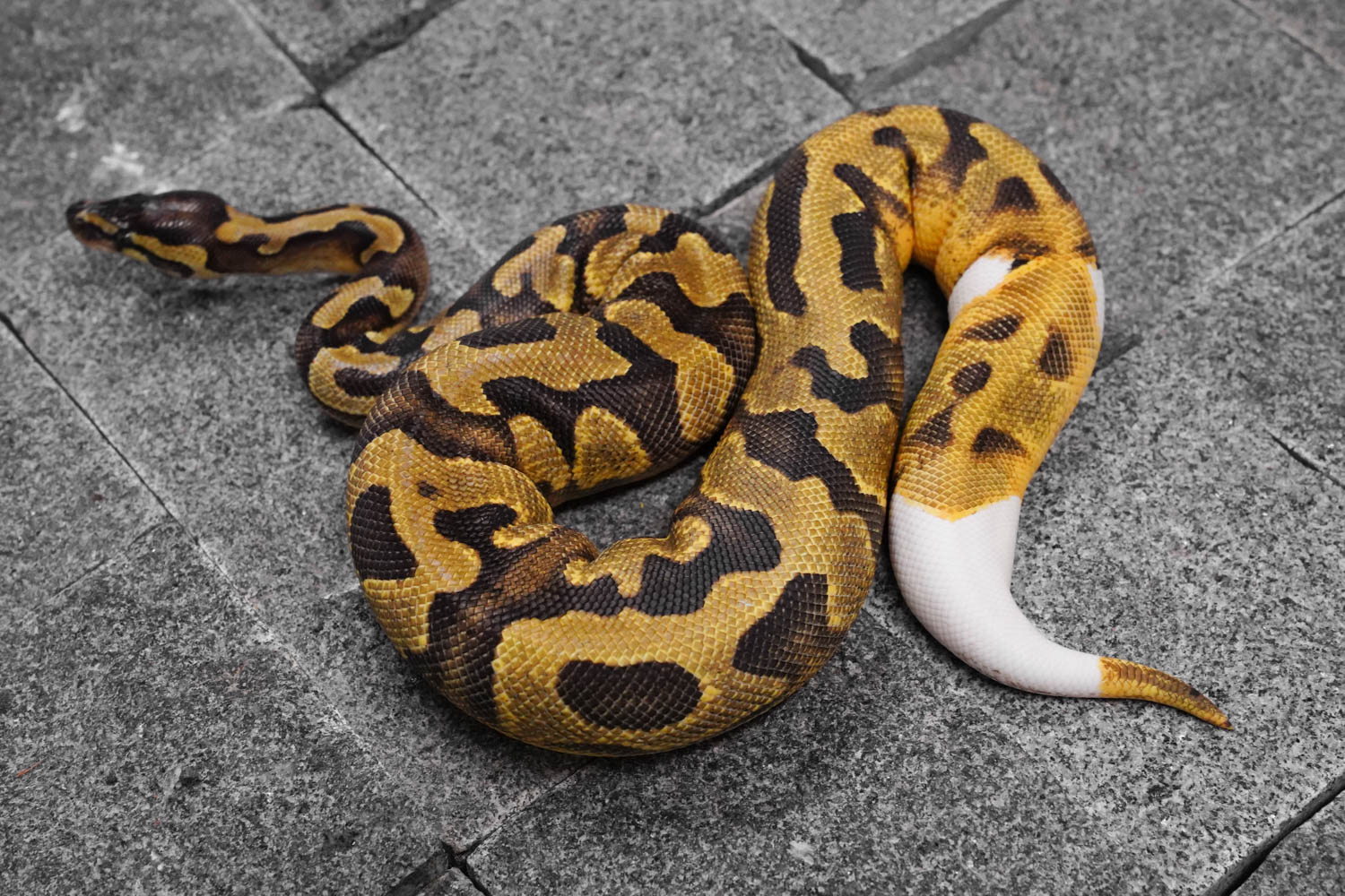 Enchi Black Head Pied – REALITY BALL PYTHON