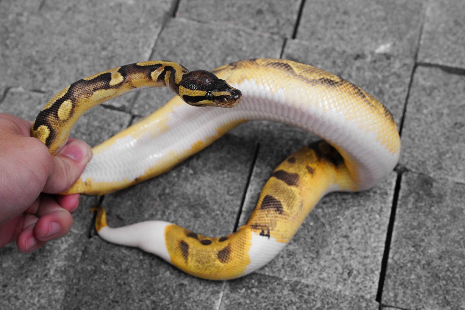 Enchi Black Head Pied – REALITY BALL PYTHON
