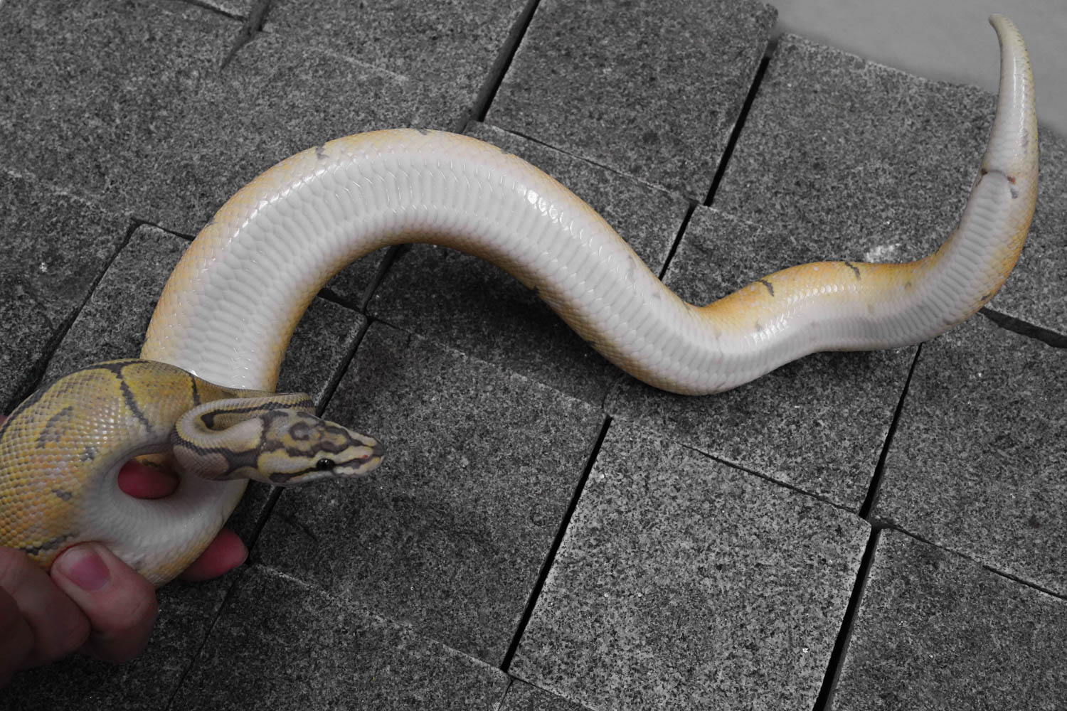 GHI Spider Hypo – REALITY BALL PYTHON