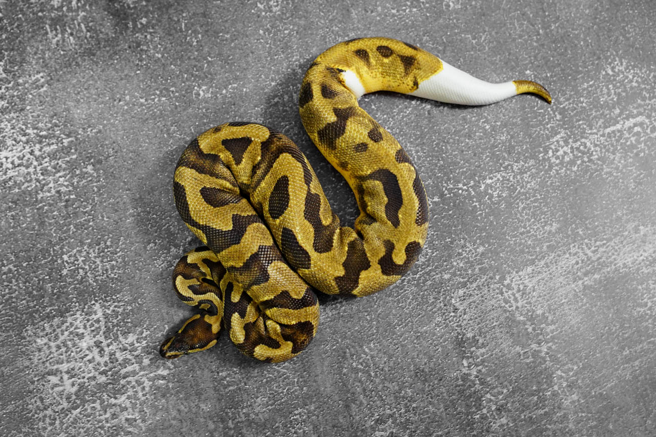 Enchi Black Head Pied – REALITY BALL PYTHON