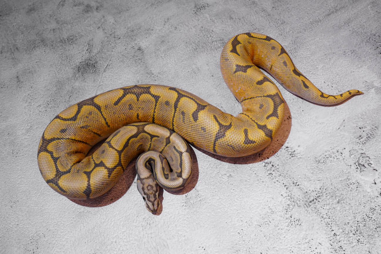 GHI Spider Hypo – REALITY BALL PYTHON
