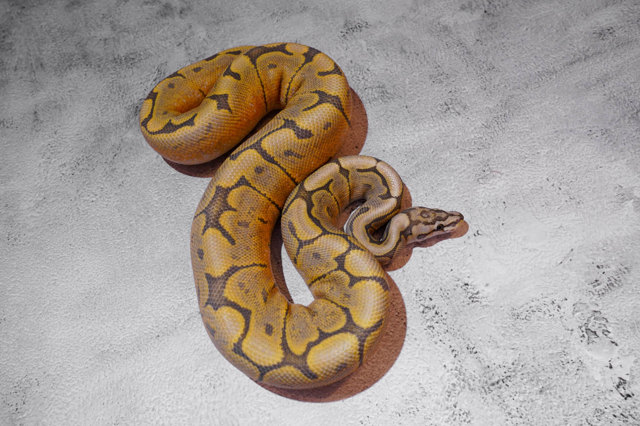 GHI Spider Hypo – REALITY BALL PYTHON