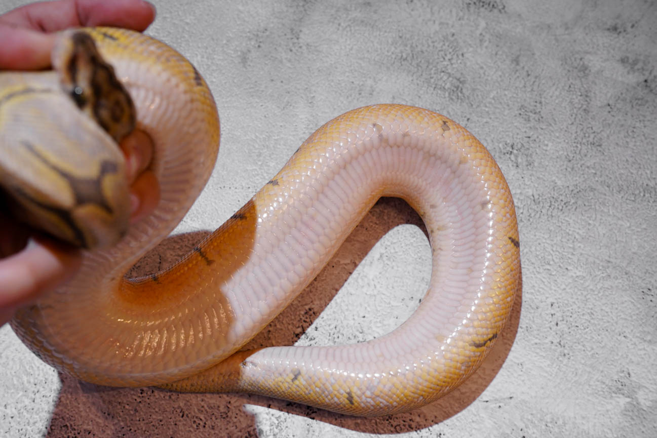 GHI Spider Hypo – REALITY BALL PYTHON