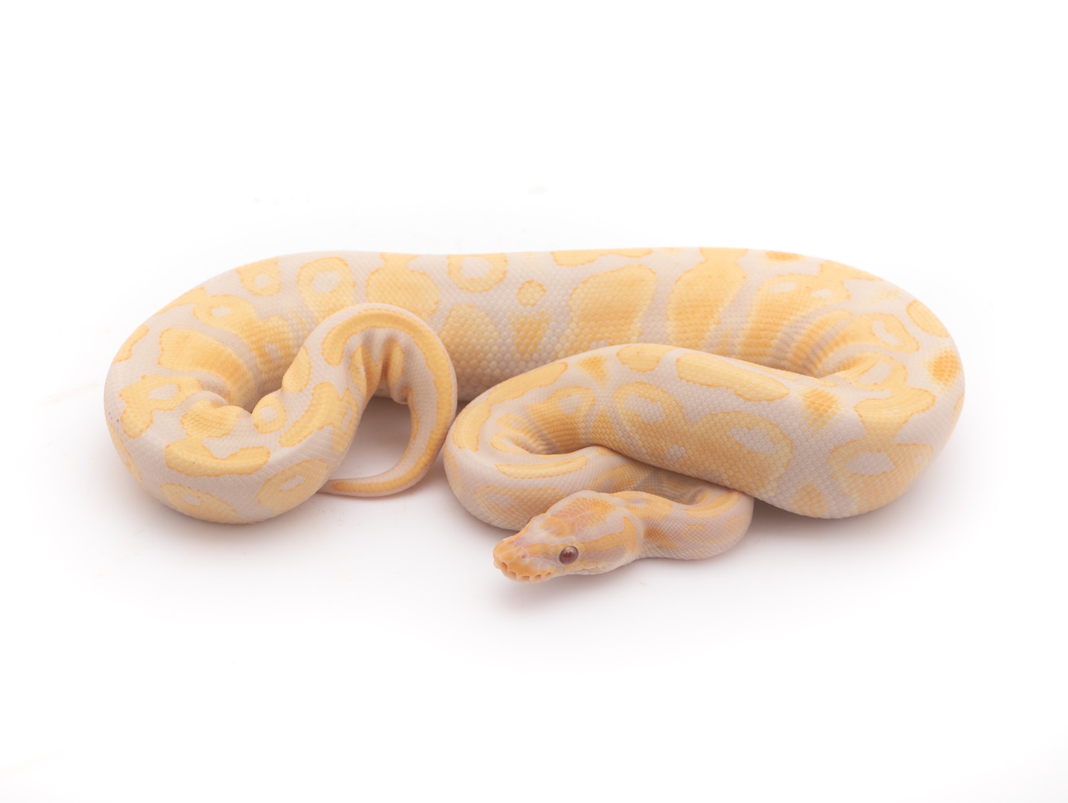 Lavender 100% Het Pied – REALITY BALL PYTHON