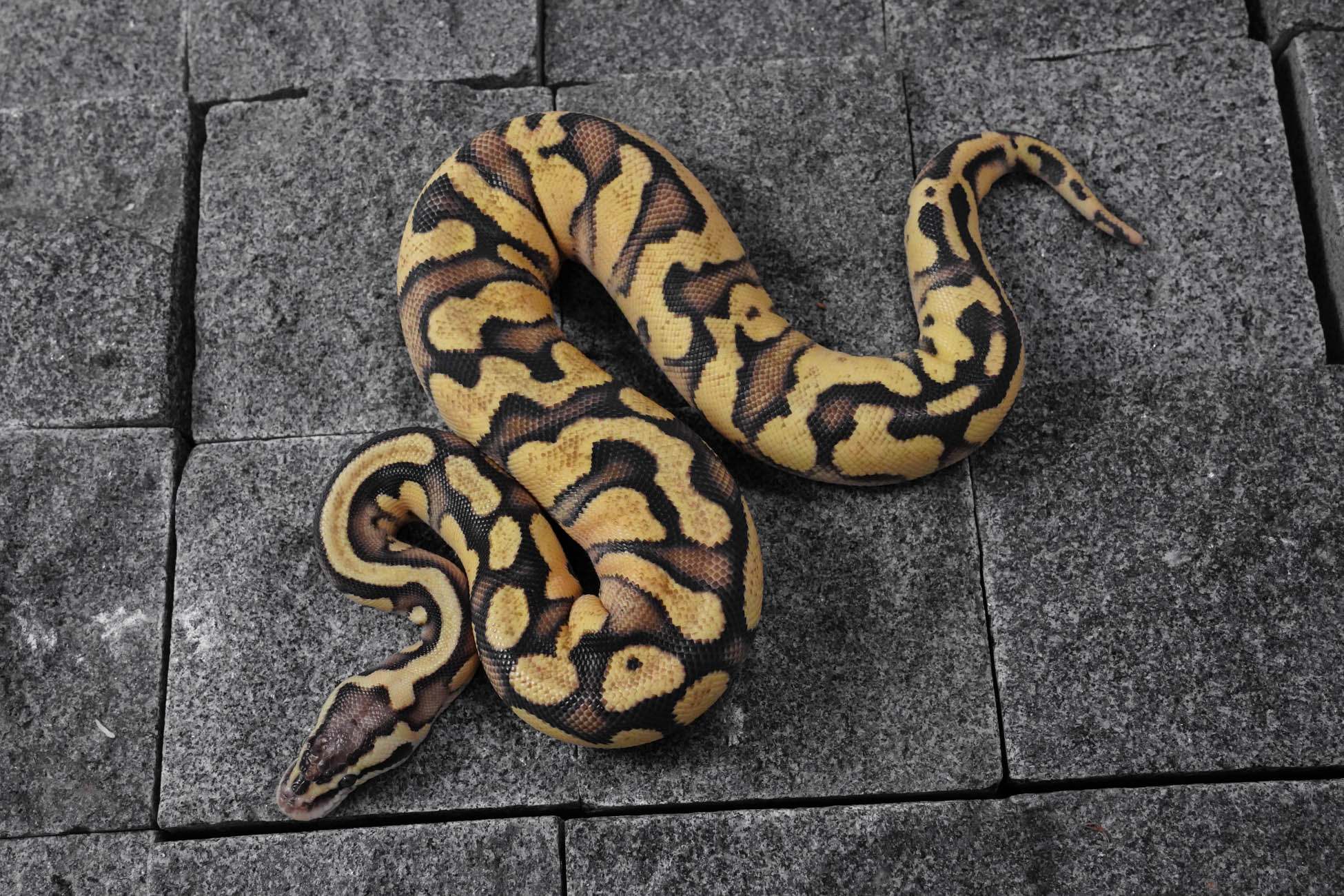 Pastel Enchi Fire Or YB 100% DH Clown Pied – REALITY BALL PYTHON