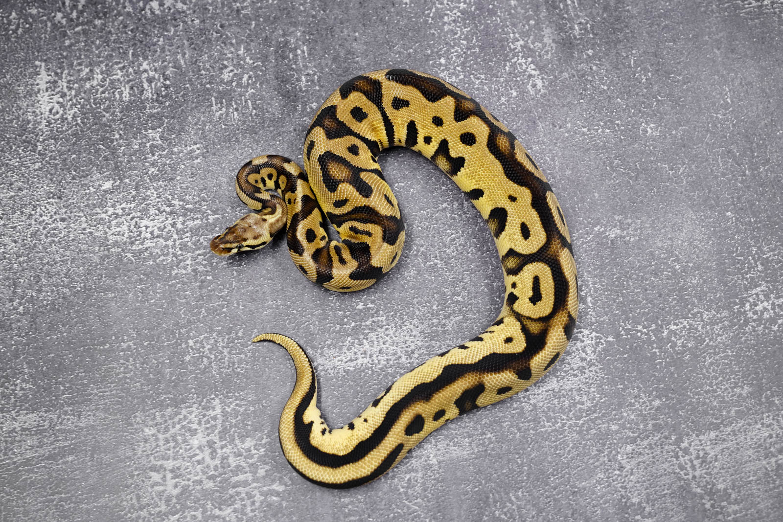 Pastel Leopard Blade 100% DH Lavender Clown – REALITY BALL PYTHON