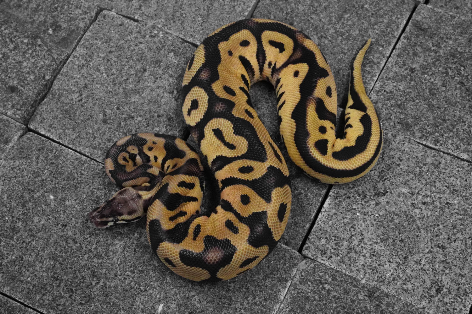 Pastel Leopard Blade 100% DH Lavender Clown – REALITY BALL PYTHON