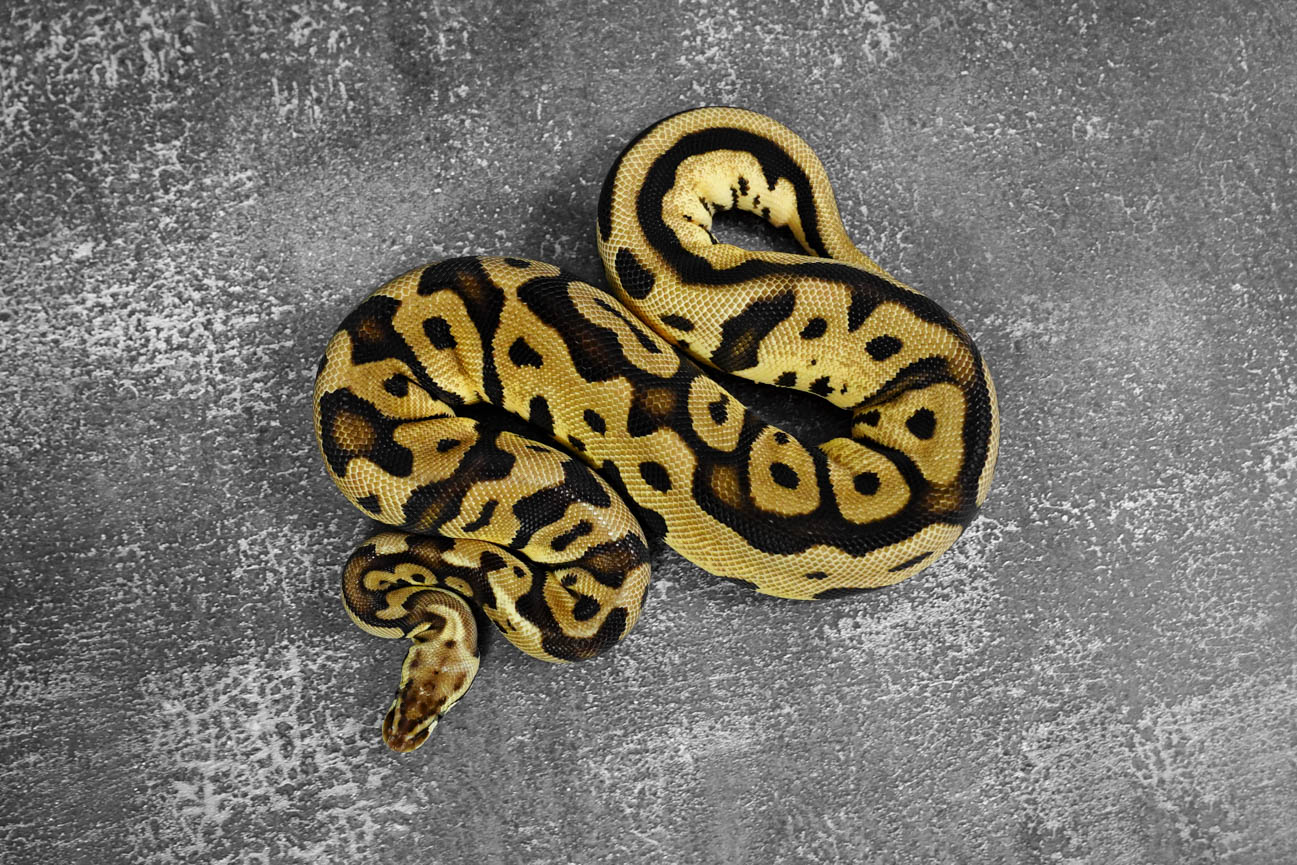 Pastel Leopard Blade 100% DH Lavender Clown – REALITY BALL PYTHON