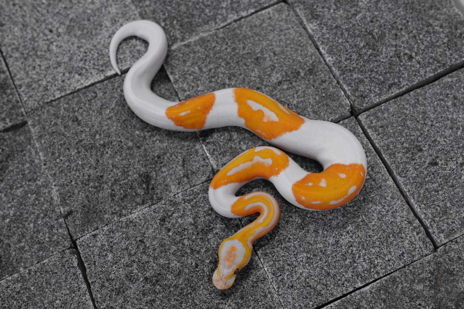 Dreamsicle – REALITY BALL PYTHON