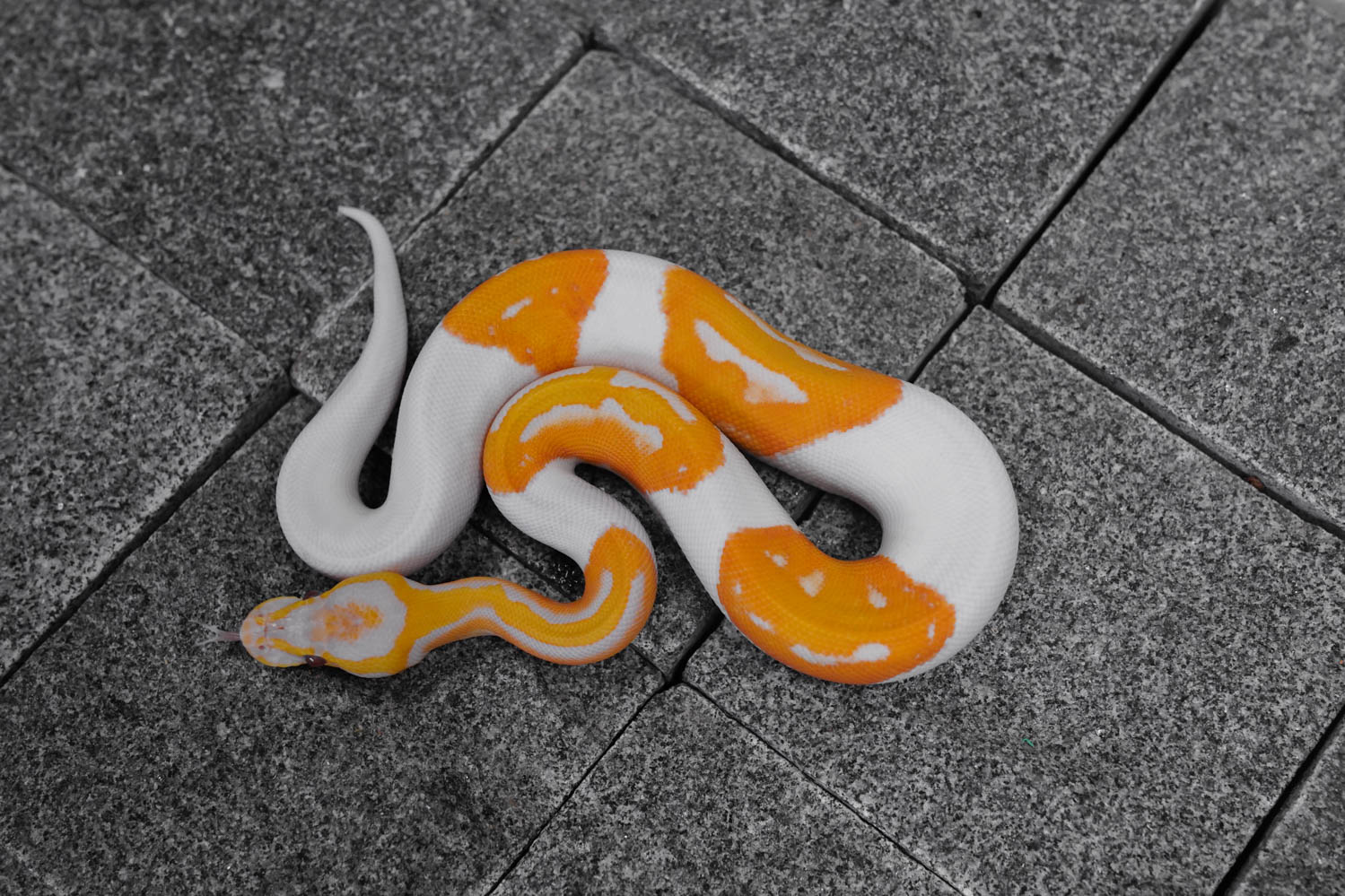 Dreamsicle – REALITY BALL PYTHON
