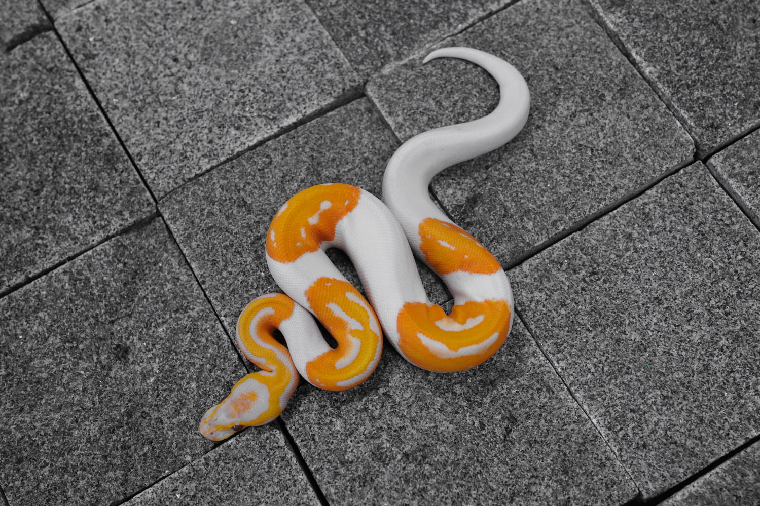 Dreamsicle – REALITY BALL PYTHON