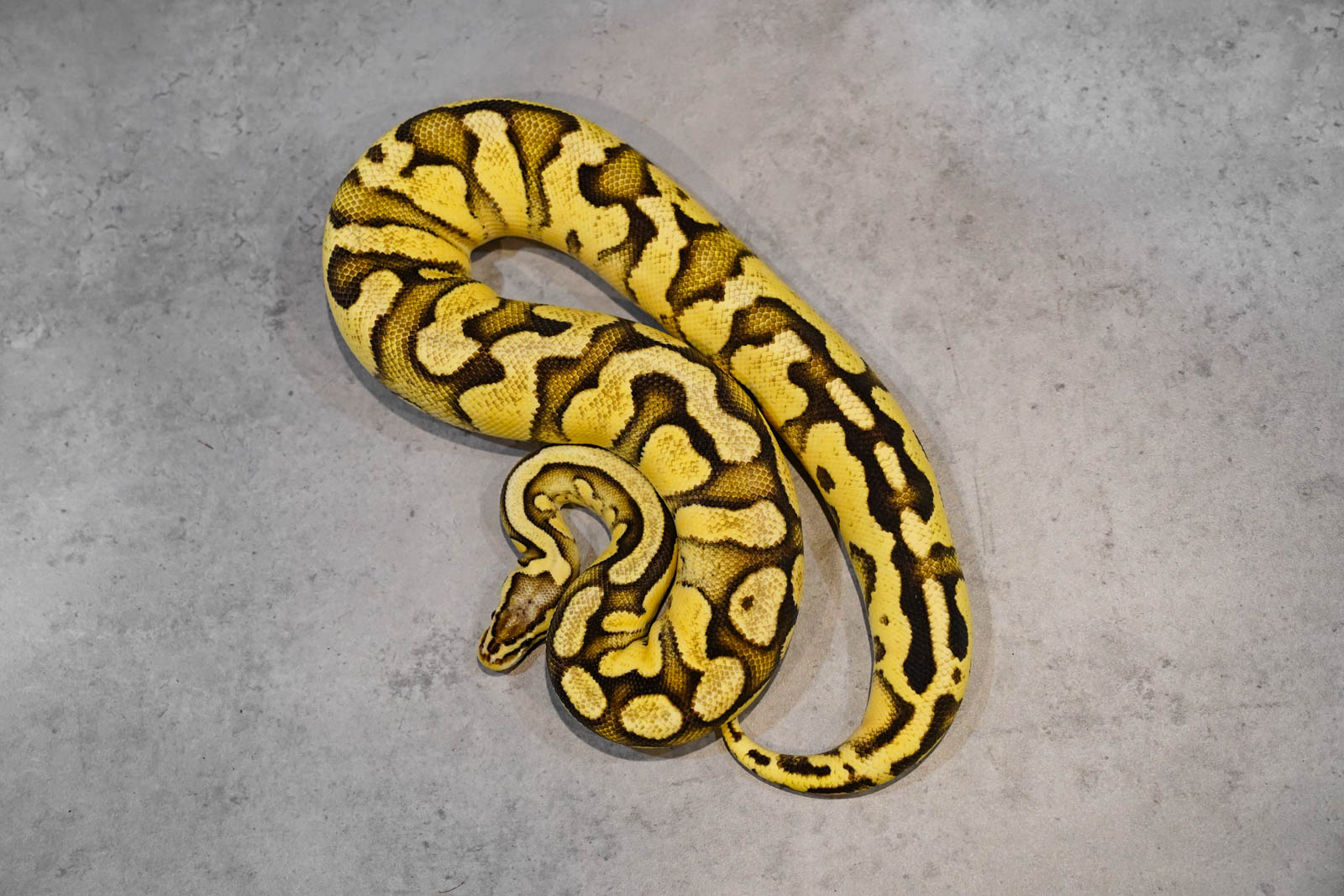 Pastel Enchi Fire Or YB 100% DH Clown Pied – REALITY BALL PYTHON