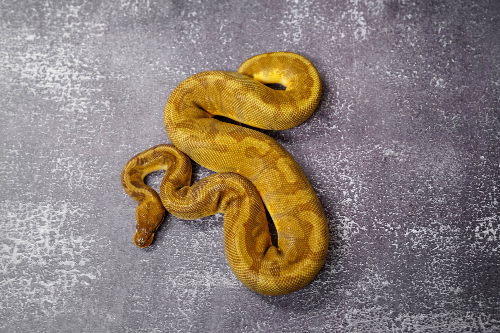 Enchi Sunset – REALITY BALL PYTHON